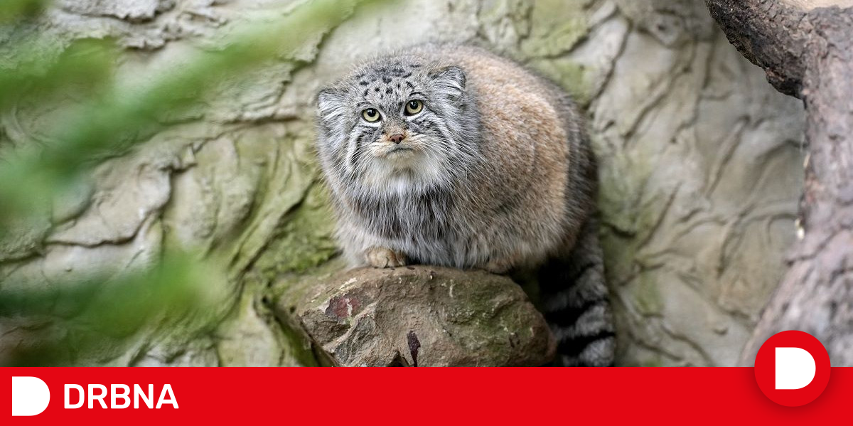 Do Ostravy se vrací kočka s nejdelší srstí. Místní zoologové po deseti ...