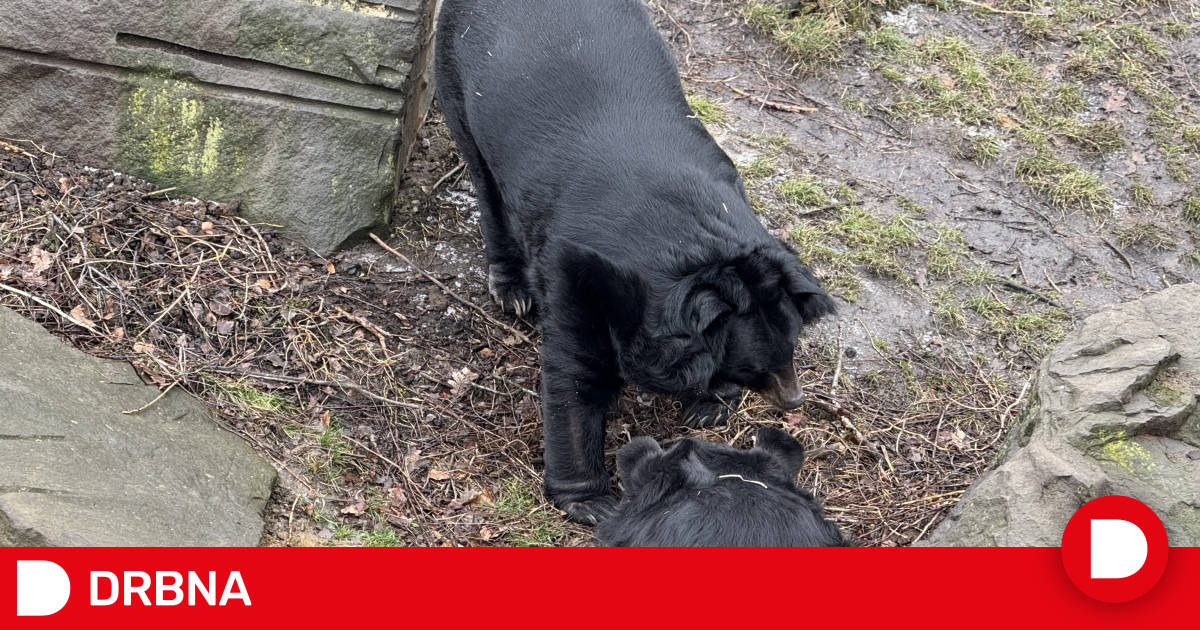 VIDEO: Medvěd Jirka z Konopiště se v Ostravě sžívá s ušatým kolegou ...