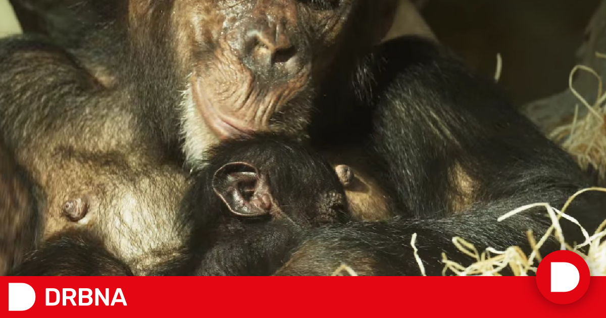 VIDEO: Zoologická zahrada se pochlubila mládětem kriticky ohroženého ...